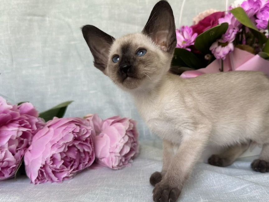 Ориентальный сиамский котенок