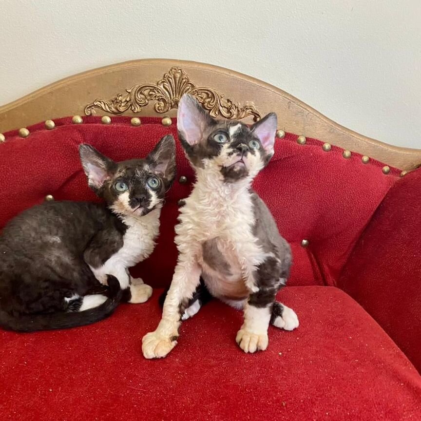 Девон-рекс котики Красавчики