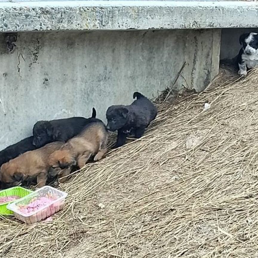 Щенок в добрые руки