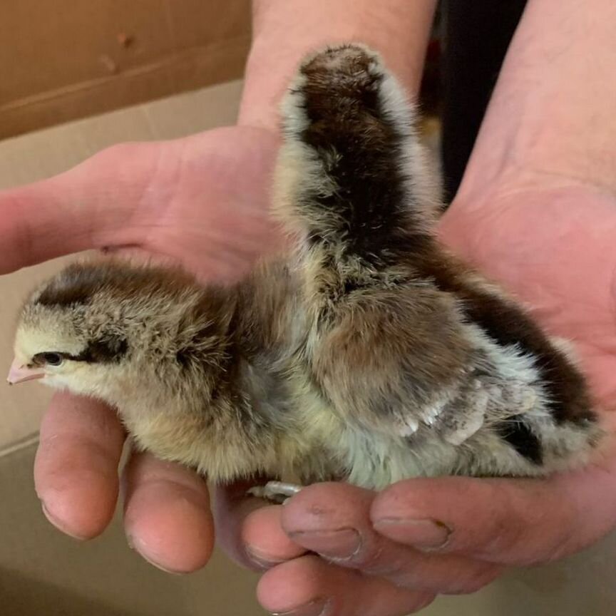 Цыплята (барковская)