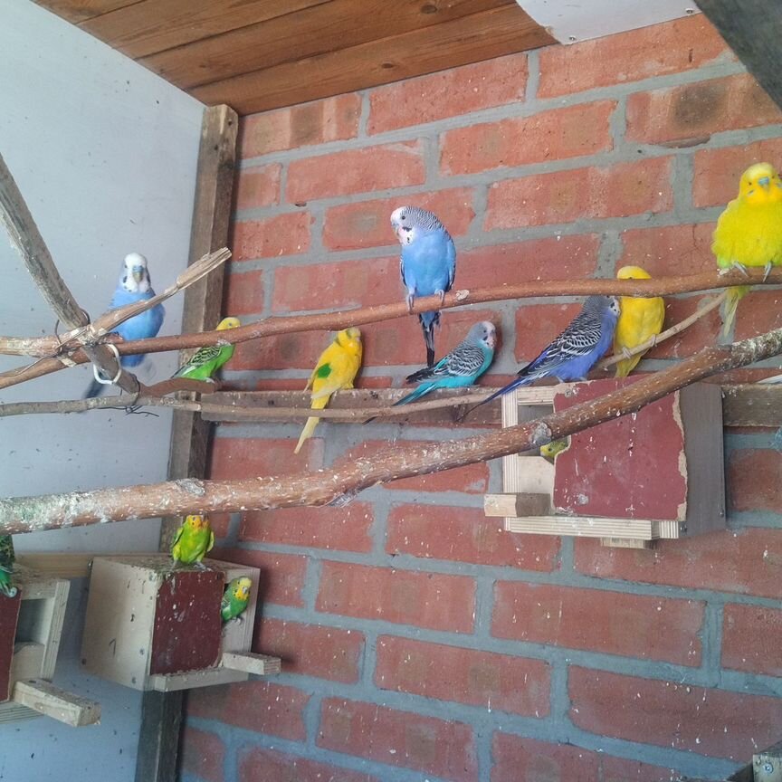 Попугаи, спарованные пары