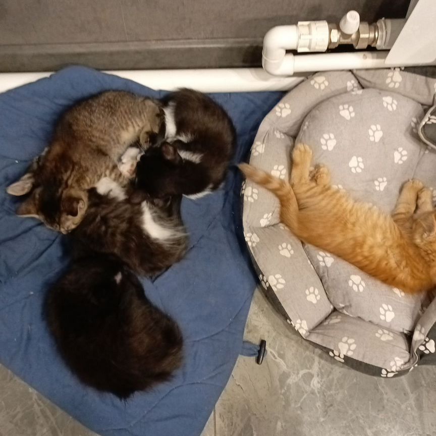 Котята помесь Мейнкун и Сибиряк