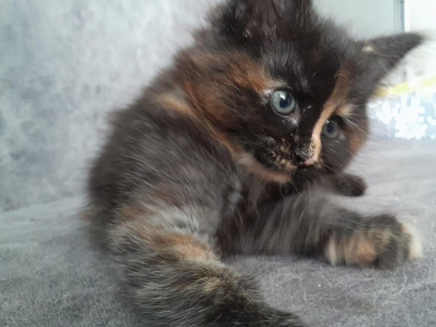 Котенок мейн-кун