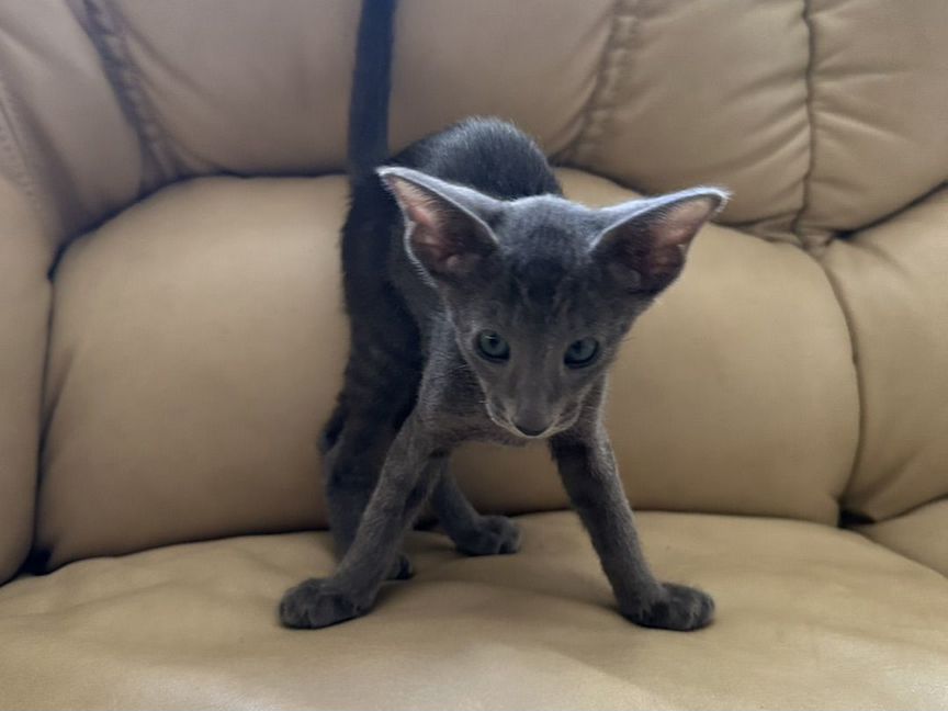 Ориентальные котята