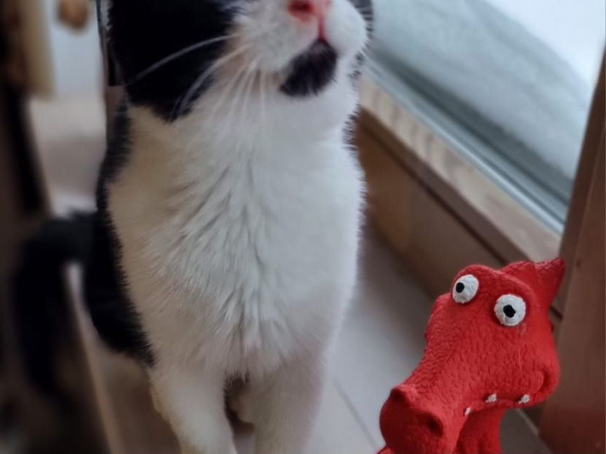 Котенок 5 месяцев зорик