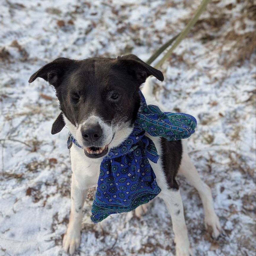 Взрослый пёс в добрые руки