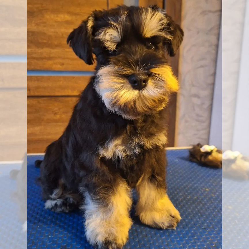 Цвергшнауцер, щенок