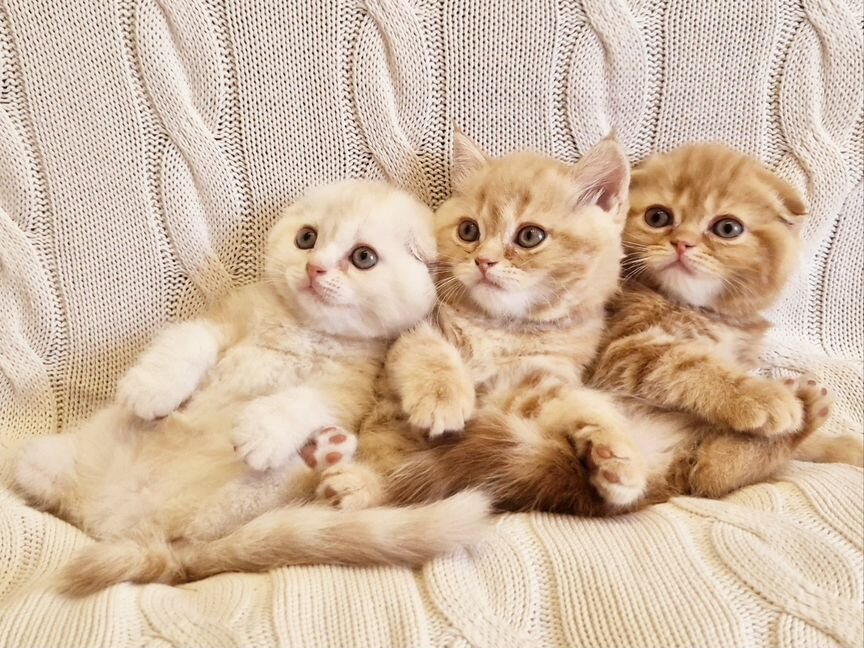 Шотландские котята красный мрамор