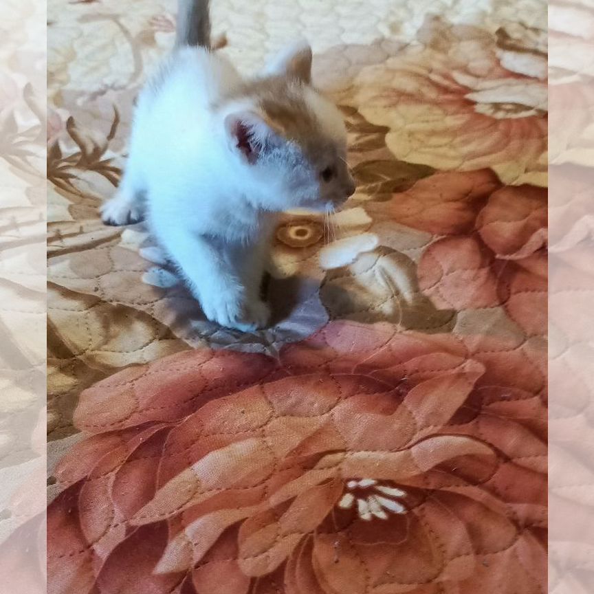 Котята 500