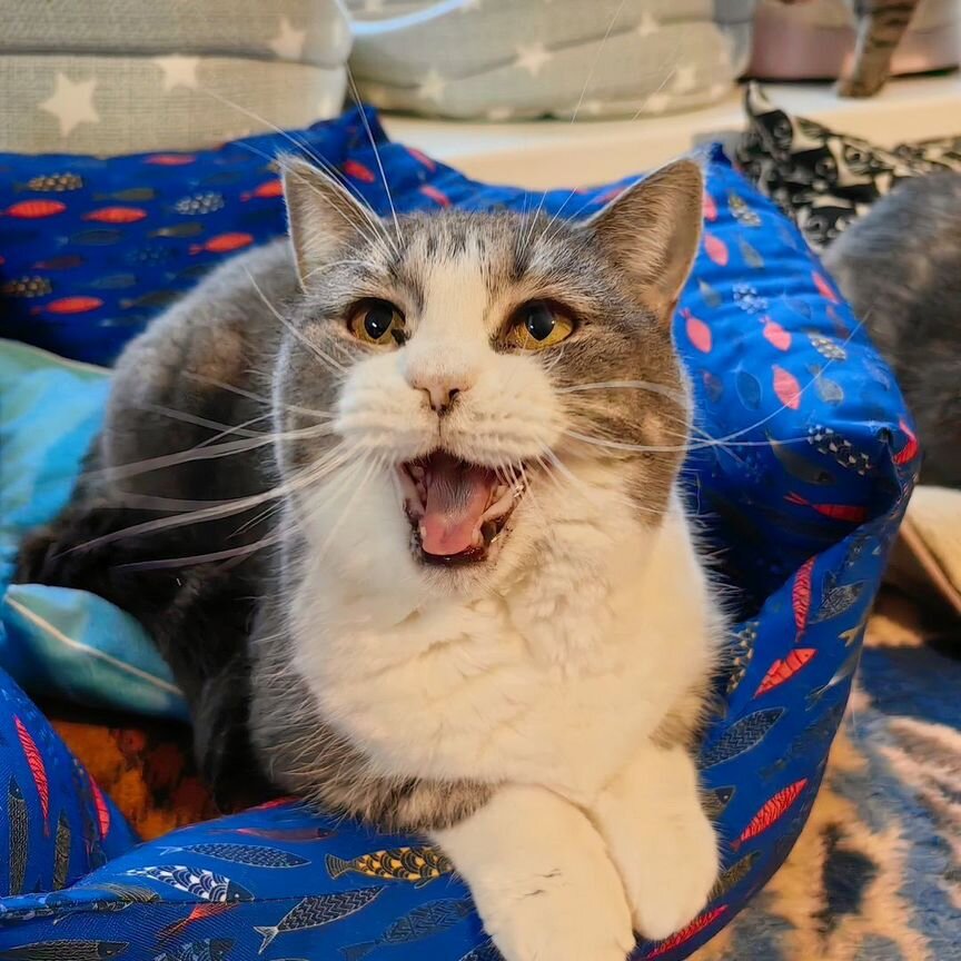 Кошечка