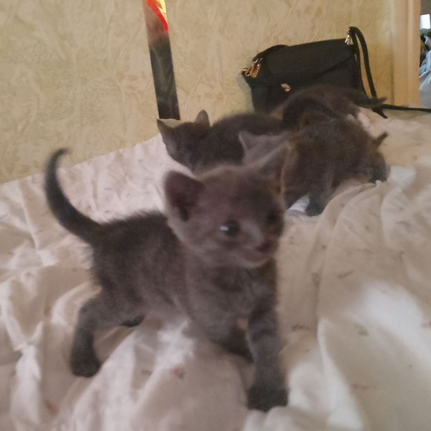 Котята в добрые руки бесплатно