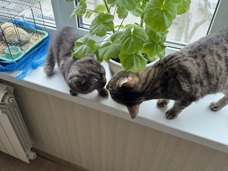 Две очаровательные кошки ищут дом