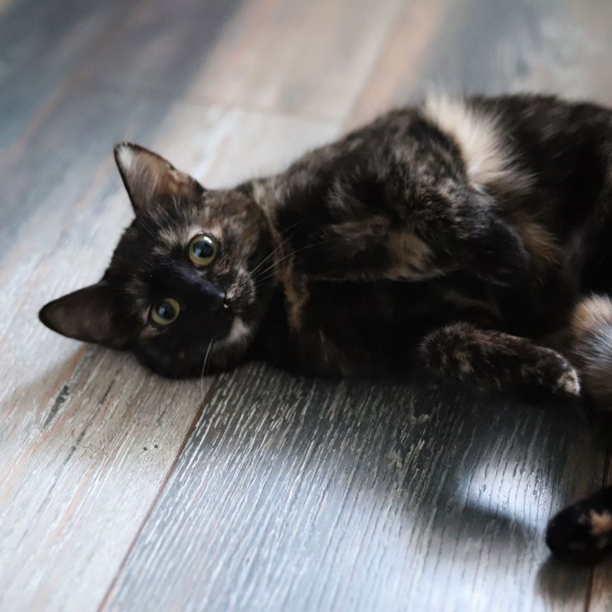 Мия ищет дом