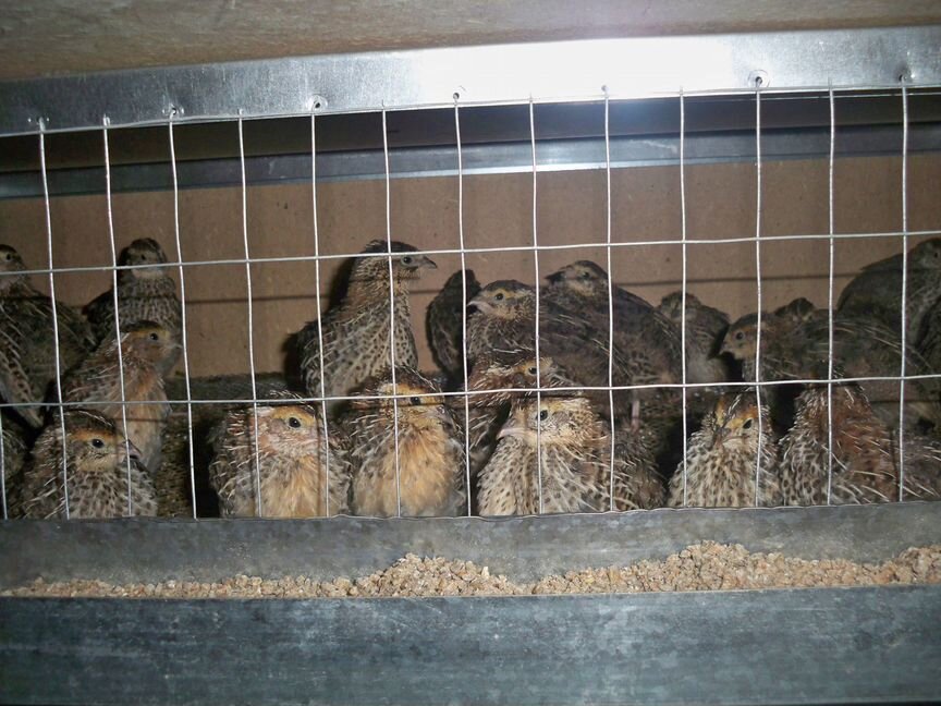 Перепела японской породы