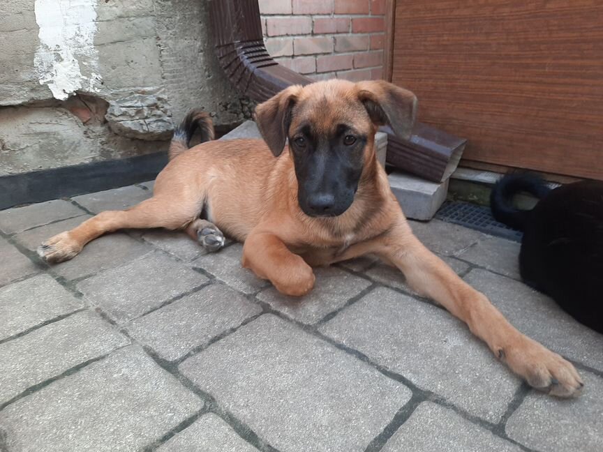 Щенок ищет друга