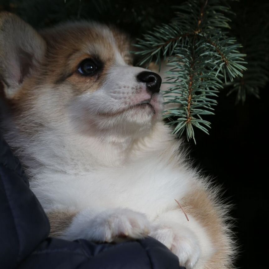 Перспективный щенок