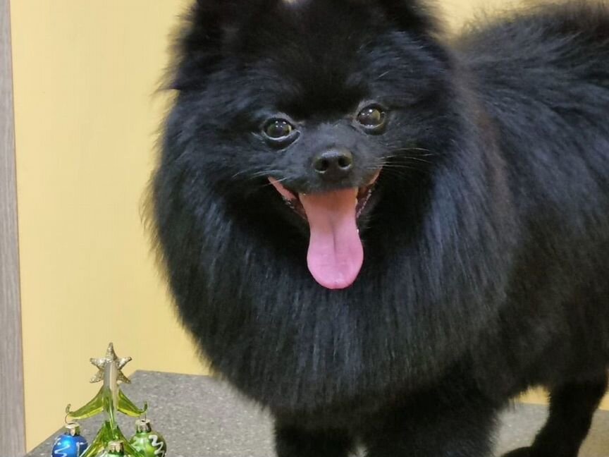 Померанский шпиц, вязка кабеля