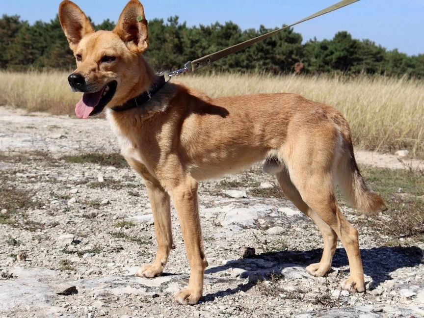 Макс ищет семью