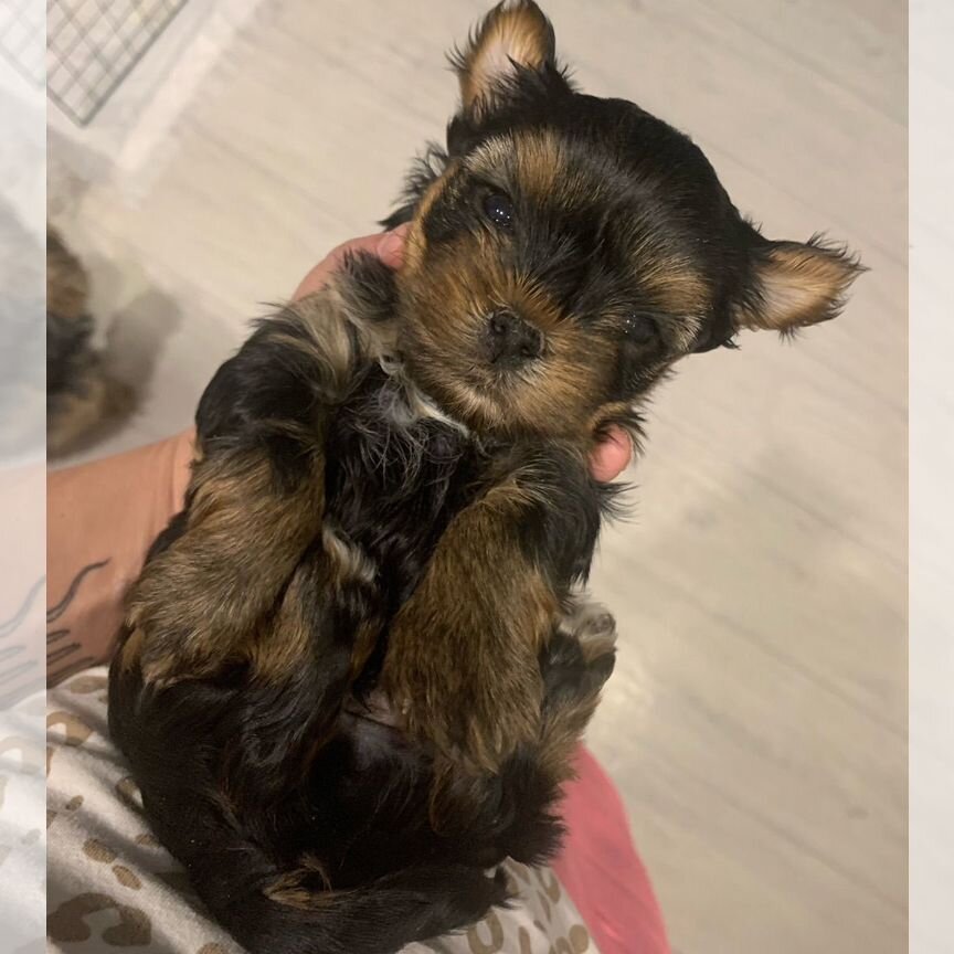 Йоркширский терьер, щенок