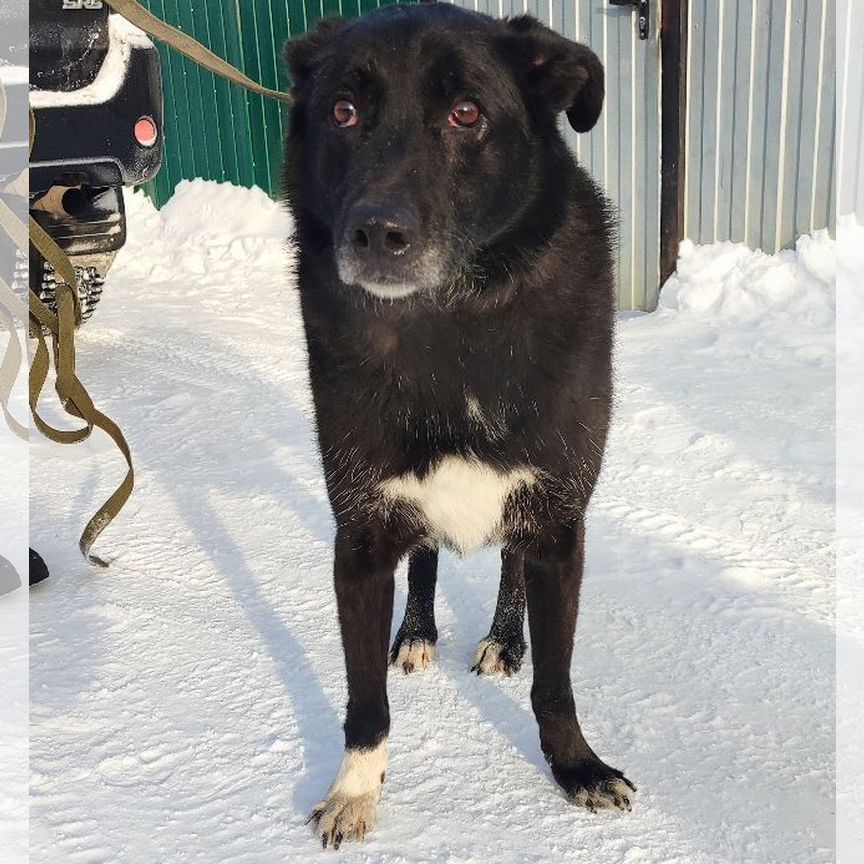 Взрослый пёс в добрые руки