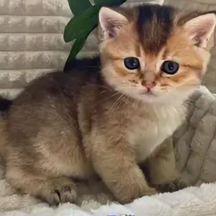 Шотландские котята чёрное золото