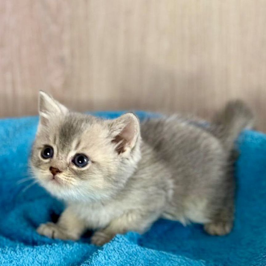 Британские котята