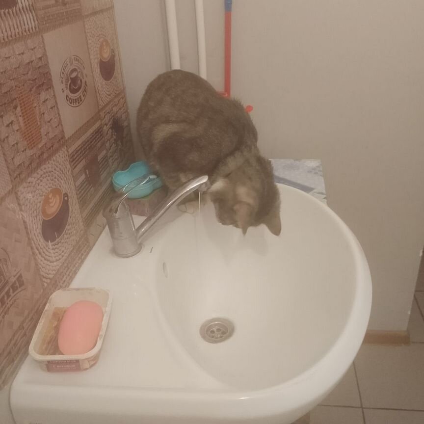 Кот