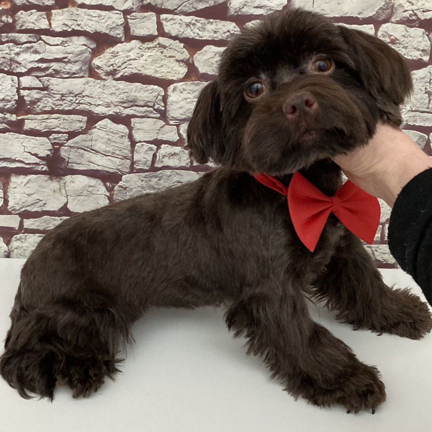 Йоркширский терьер, взрослая собака