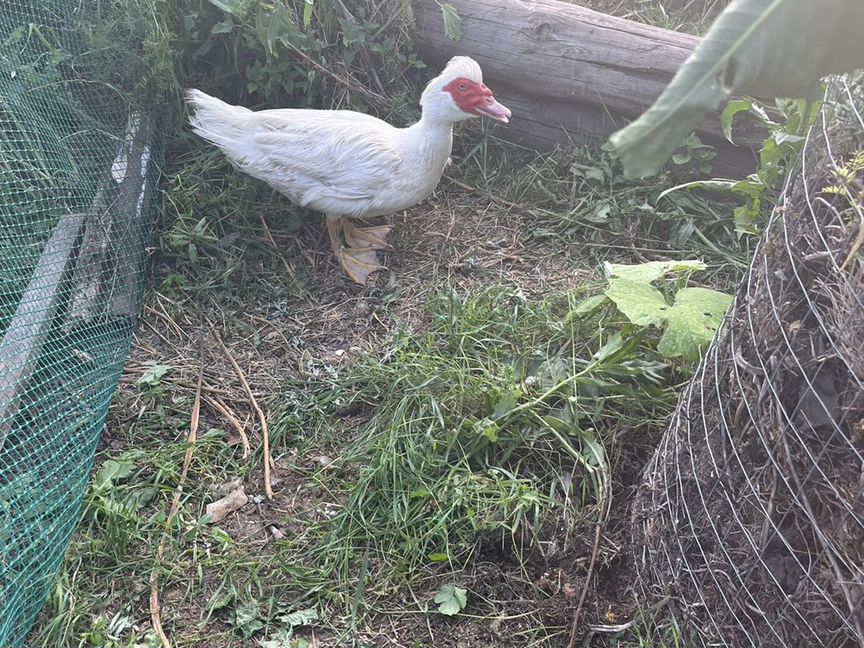 Селезень индоутки белый