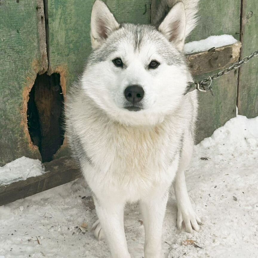 Сибирский хаски
