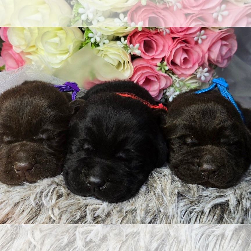 Лабрадор-ретривер, щенок