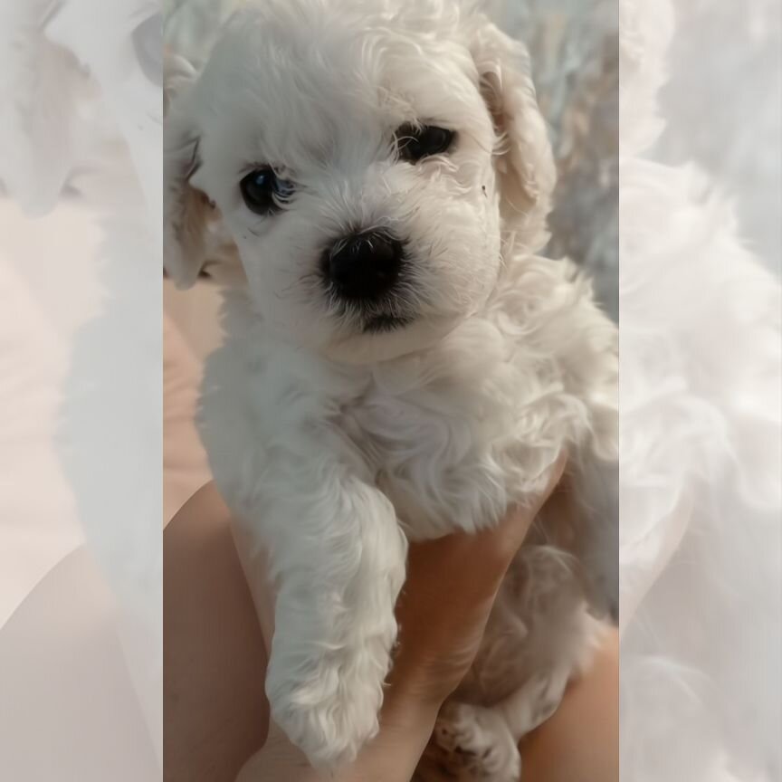 Бишон фризе, щенок