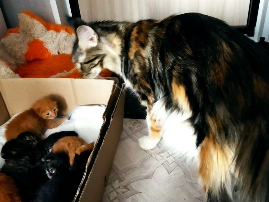 Отдадим в добрые руки