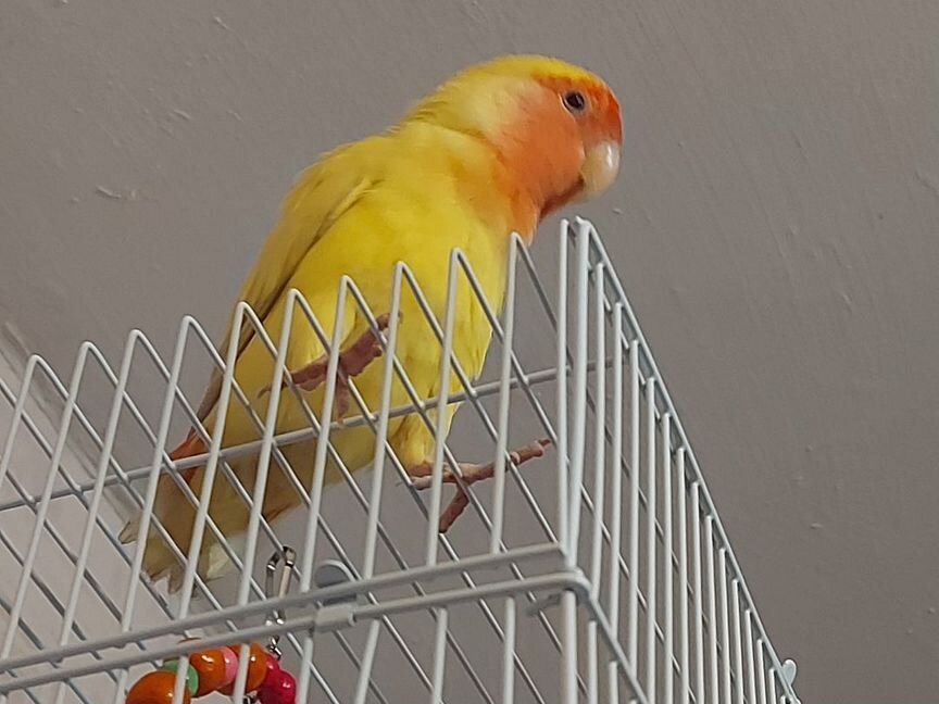 Попугай неразлучники с клеткой