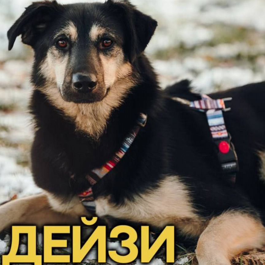 Взрослая собака в добрые руки