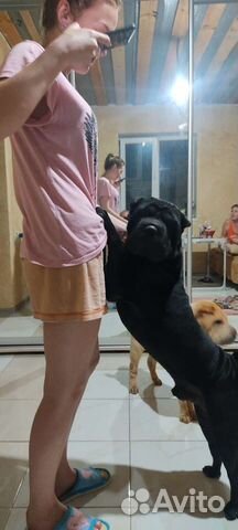 Шарпей вязка