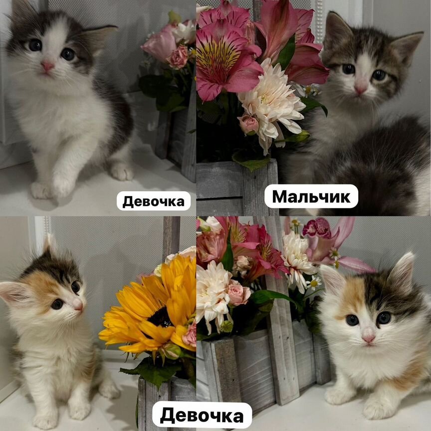 Котята в добрые руки