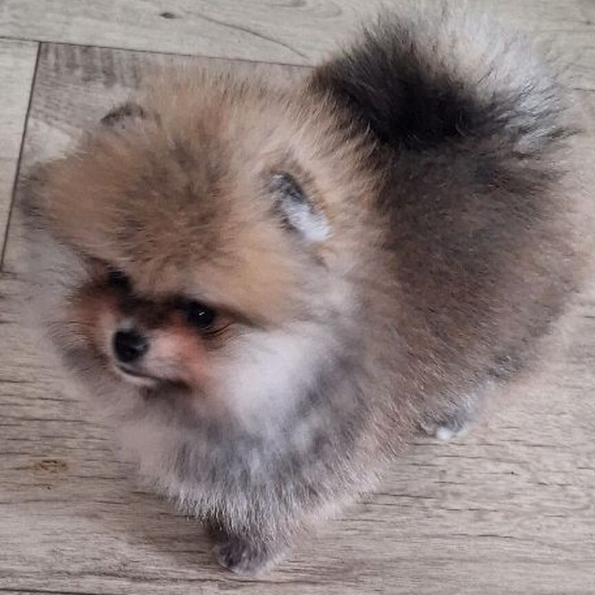 Померанский шпиц, щенок