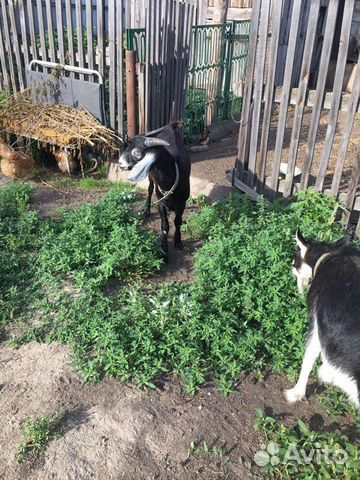 Коза альпийская