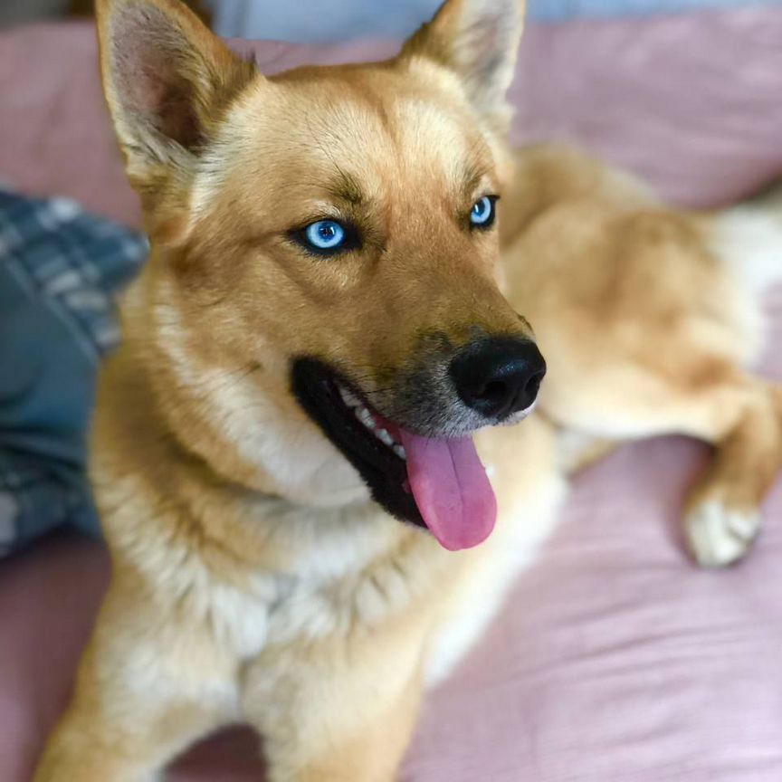 Смесь овчарки и хаски