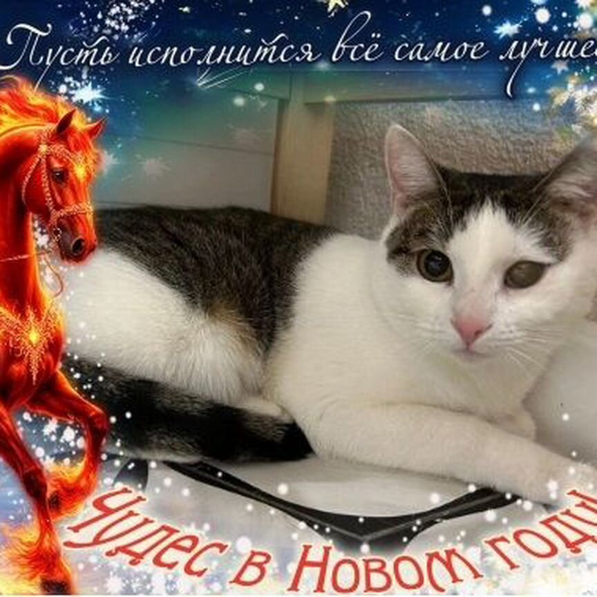 Европейская короткошёрстная, взрослая кошка