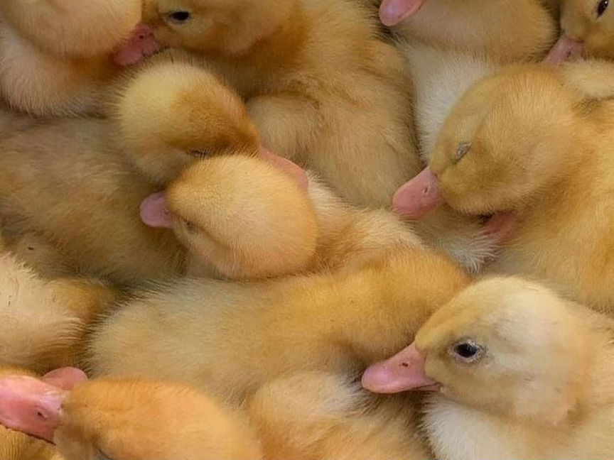 Индоутята тяжёлой линии