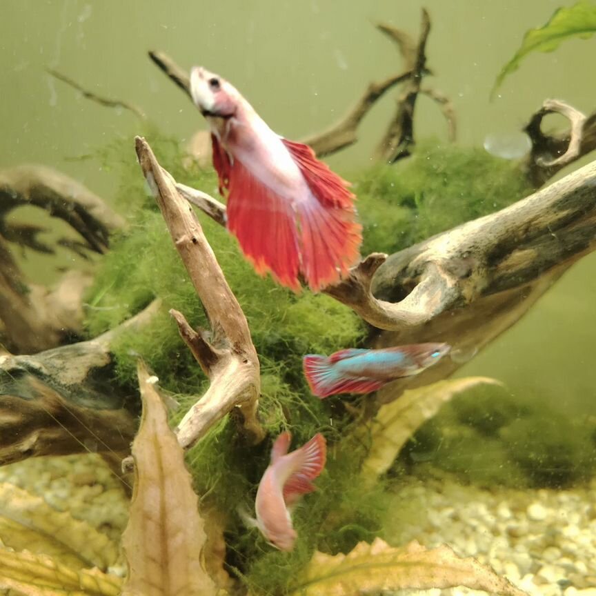 Продам петрушка и 5 самок