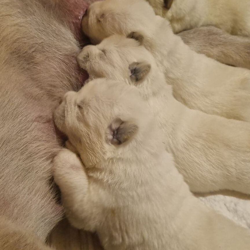 Щенки американской акиты