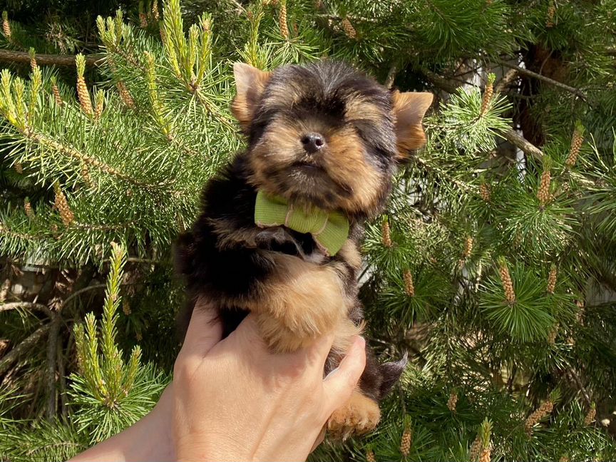 Братишки йорка Яник и Я Тобби