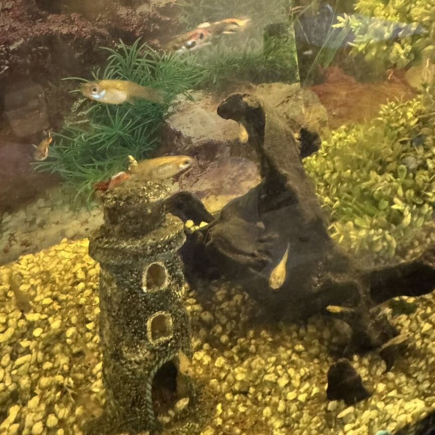 Рыбки гуппи в хорошие руки