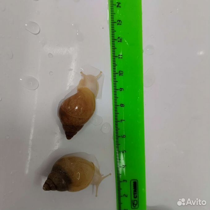 Ахатины фулика альбино