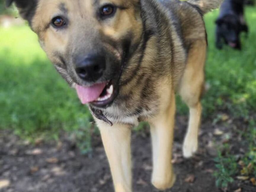 Крупный щенок Лампа ищет маму