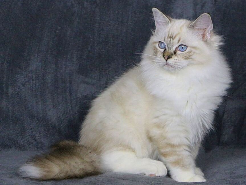 Котенок Рэгдолл