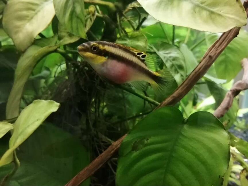 Пельвикахромис пульхера